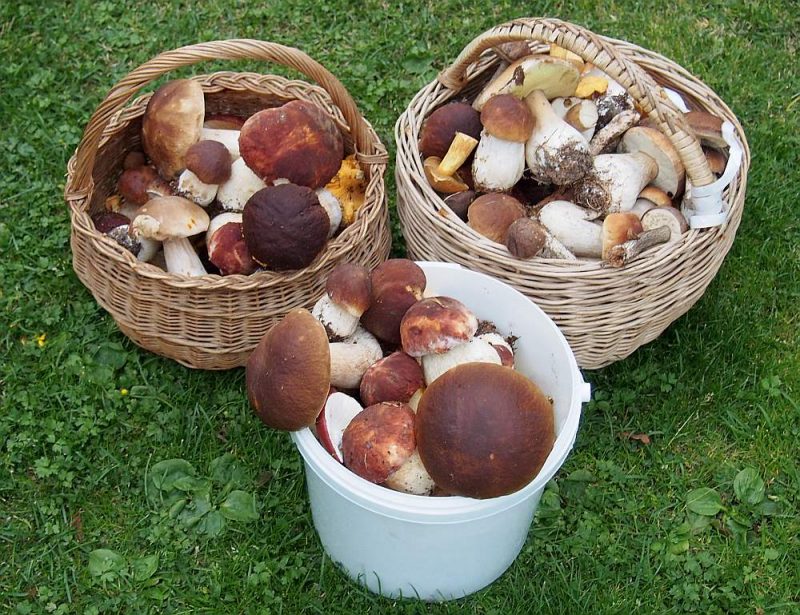 Mikoloģe atklāj sēņošanas noslēpumus. Kādos mežos vislabāk meklēt ...