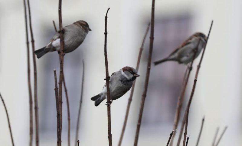 Trešdien debesis būs pelēcīgas, gaiss iesils līdz +10 grādiem | LA.LV