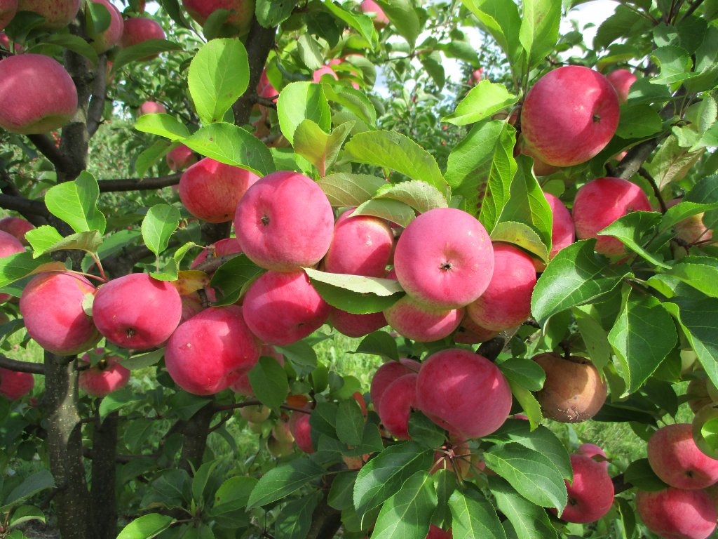 Eksperti konsultēs par ābolu un bumbieru audzēšanas knifiem mainīgajos ...