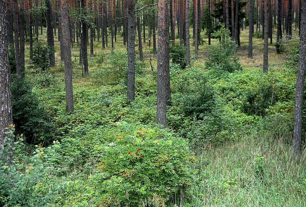 Pircēju vairāk nekā pārdevēju. Meža īpašumu konsolidācijas fonā uzpircēji pūš “cenu burbuli” | LA.LV