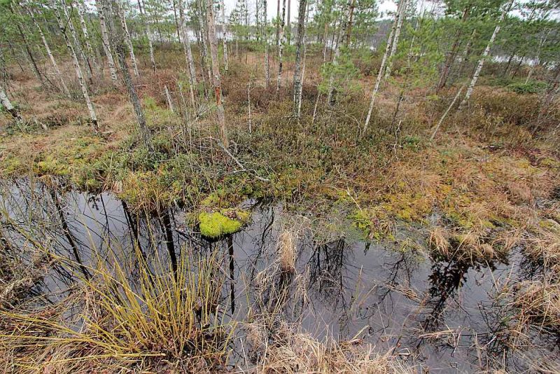 Te bija izcils dabas biotops! Eksperte skaidro, kā gadu laikā ...