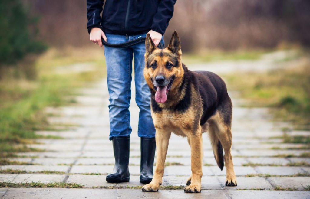 VIDEO. Kinologs nosauc saimnieku – iesācēju izplatītākās kļūdas ...