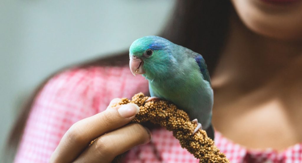 Papagailis kā mājdzīvnieks – ne visiem tas būs pa spēkam! Rūpes par ...