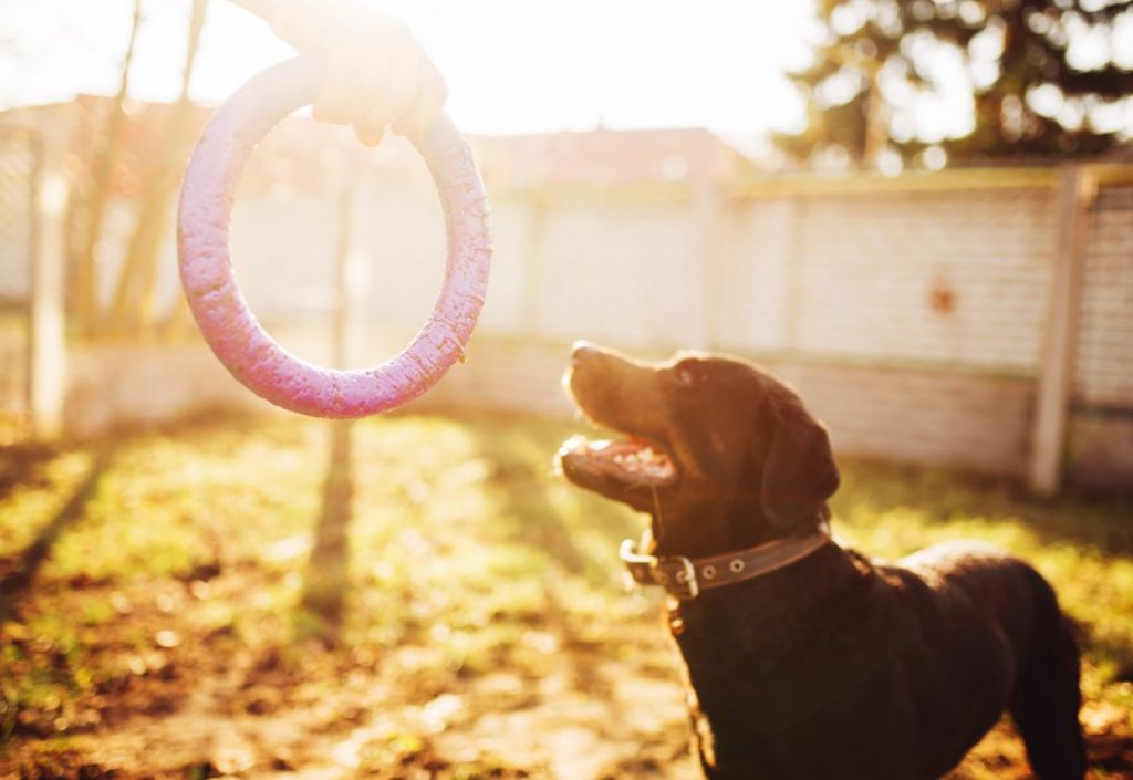Kinologs: Savā praksē nekad neesmu sastapis stulbu suni! | LA.LV
