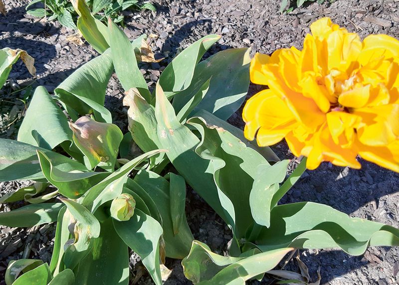 Ko darīt, ja dārzā tulpes apsalušas? Atbild selekcionārs | LA.LV