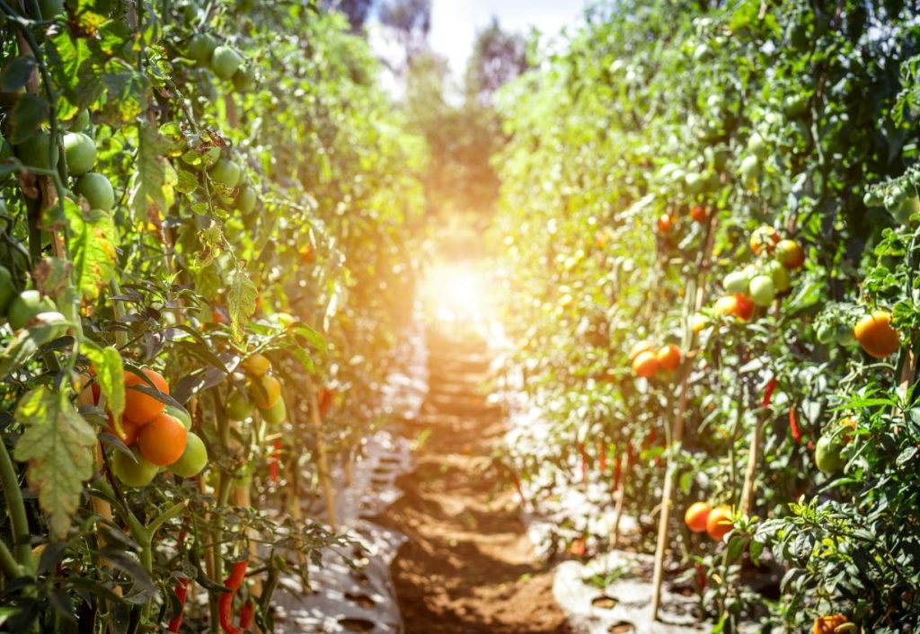 Tomātu galotnes duras siltumnīcas jumtā: griezt vai negriezt tos nost ...