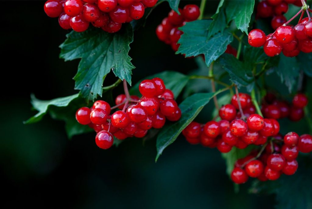Brīnumainās irbenes: kad un kā tās novākt? Kāpēc visvērtīgākās ir ...
