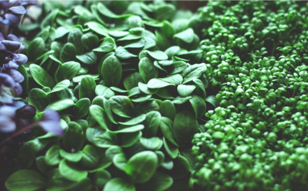 Sēj un stāda salātus, kāpostus, puravus un citus lapu dārzeņus un ...