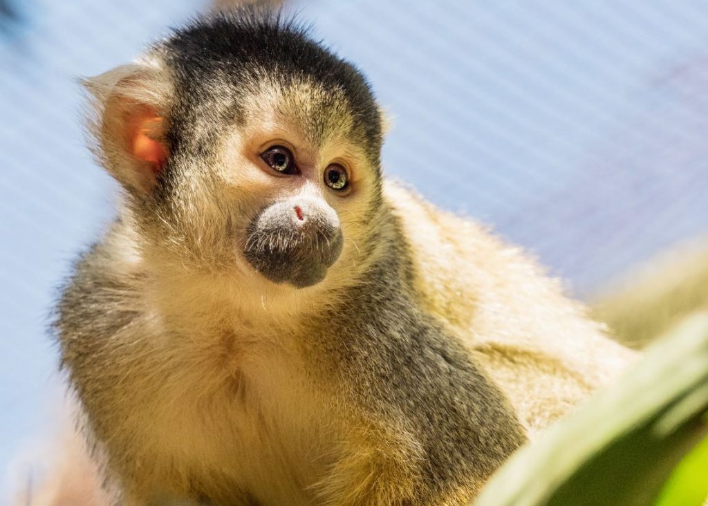 VIDEO. Kā specefektu radīts, taču viņš ir īsts: nofilmēts pasaulē ...