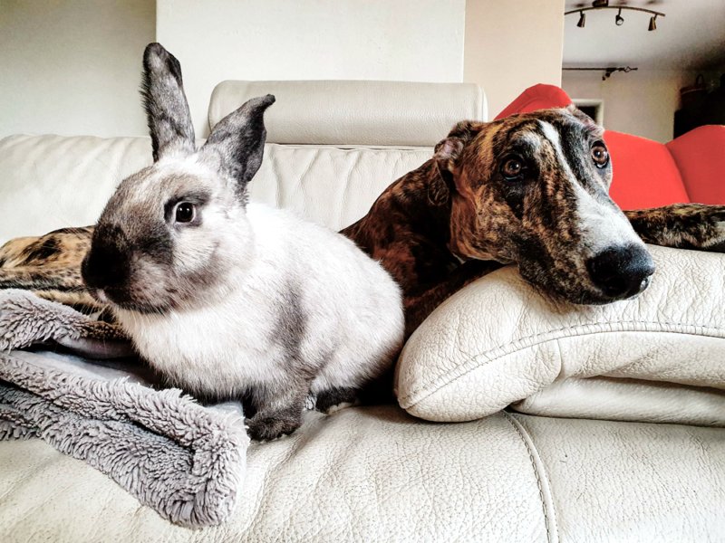 “Truši var būt visai bezbailīgi un pašapzinīgi dzīvnieki”: kas noteikti ...