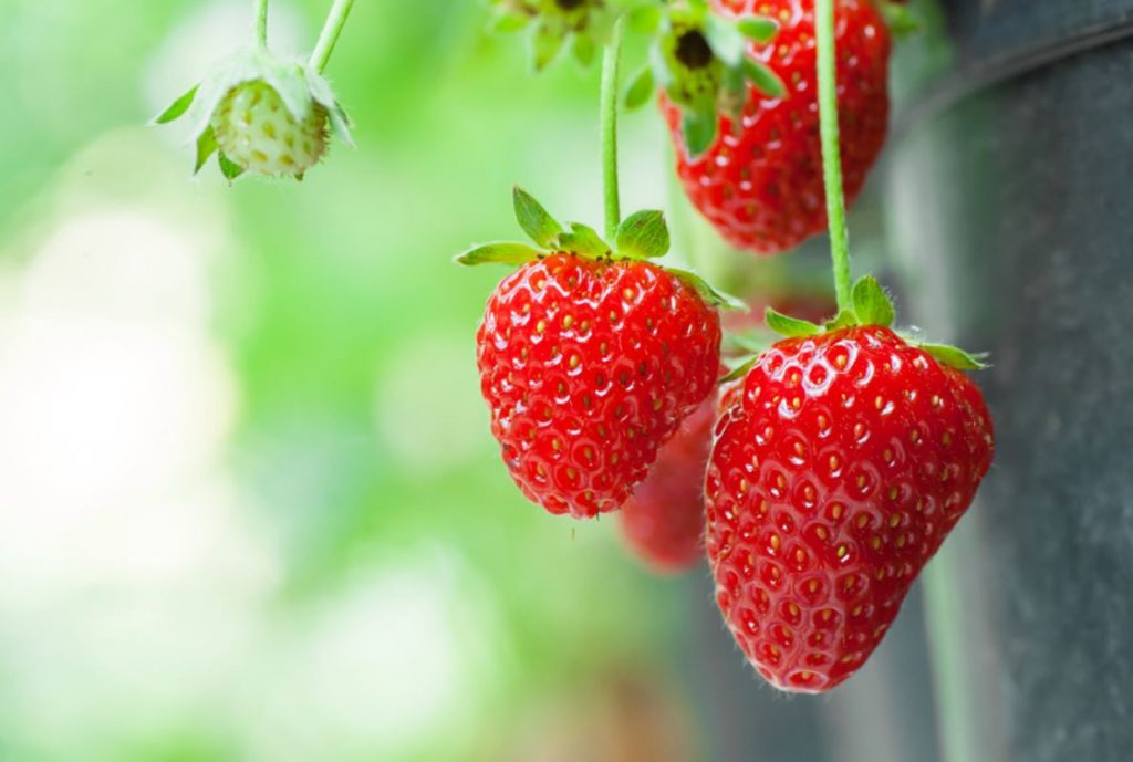 Zemenes no dobes garšo “kā no lielveikala”: kas par vainu? | LA.LV