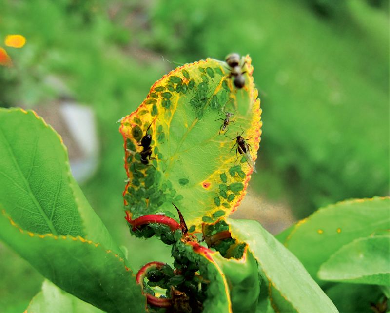 Laputis un plūmju tinēji tuvplānā: kā laicīgi sagatavoties to ...