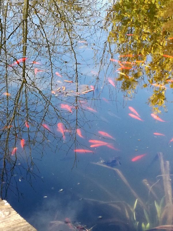 Kristaps Gailis ir realizējis savu jaunības sapni, kļūstot par vairāku ...