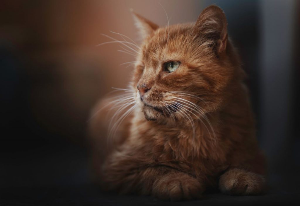 Balts kaķis – veiksme, melns kaķis – nelaime? Mīti un patiesība par ...