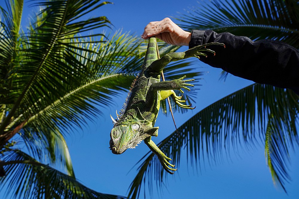 Floridā no “debesīm” krīt iguanas! Kā tas iespējams? | LA.LV