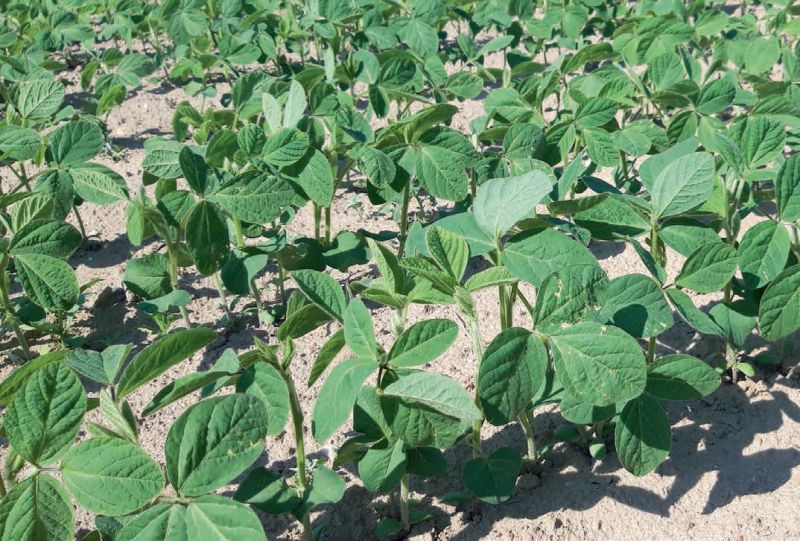 Aizvien vairāk saimniecību audzē pie mums neierastu kultūru – soju | LA.LV