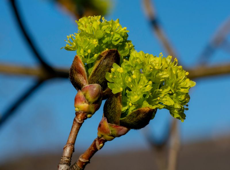 Izmanto pumpuru laiku – ēd, vāc, ārstējies! | Veselam.lv