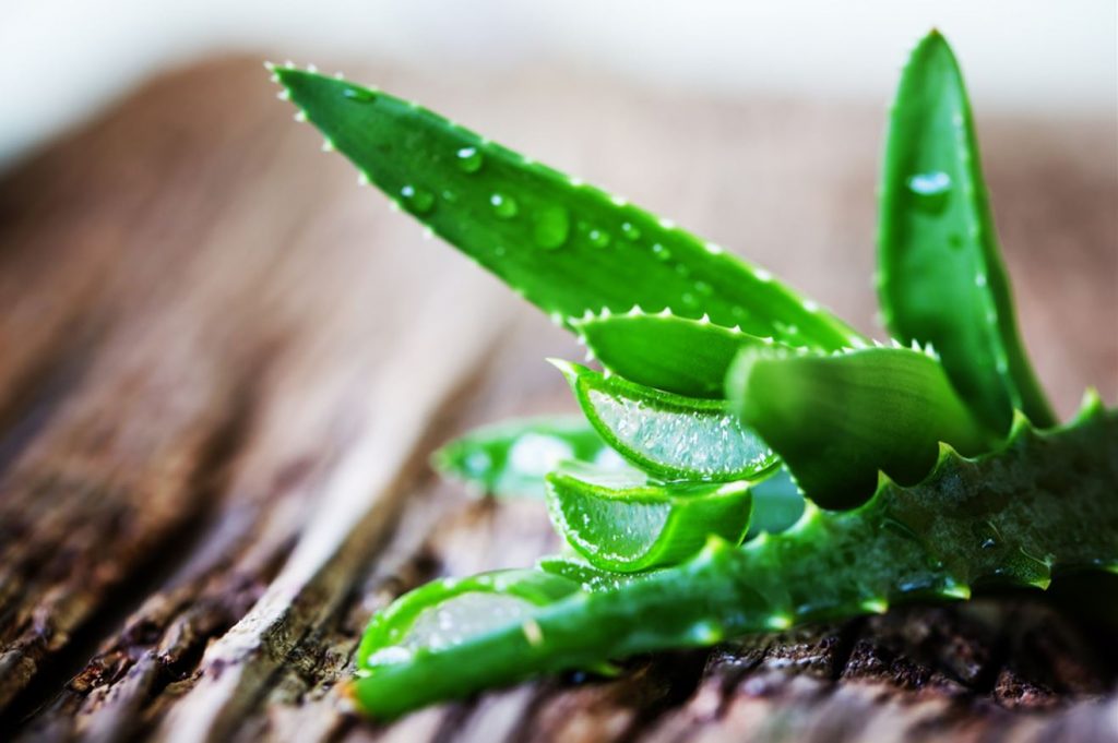 Alveja – aptieka vienā augā. Kāpēc mājās uz palodzes vajadzētu audzēt ...