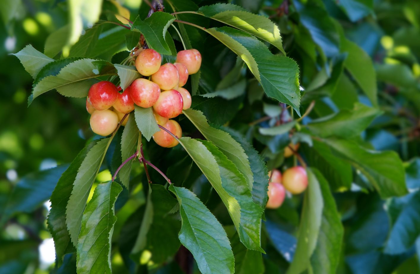 Postošās salnas smagi skārušas Latvijas ogu ražu… Augļkopji skaita ...