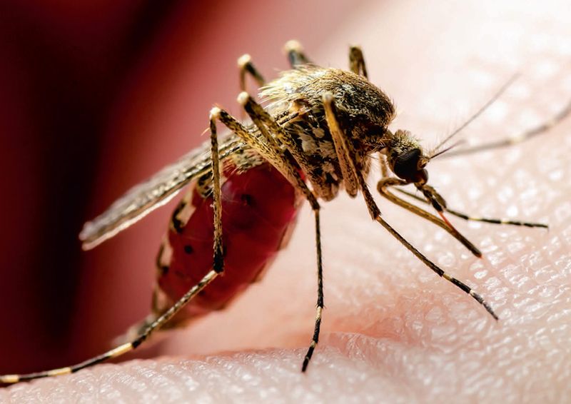 Septiņi noslēpumi, kā izvairīties no odiem. Viens no tiem – ēdiet ...