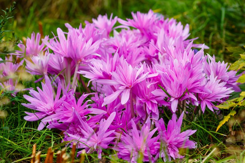 FOTO. Kas ir tie krokusi, kas tik skaisti zied tieši tagad – rudenī ...