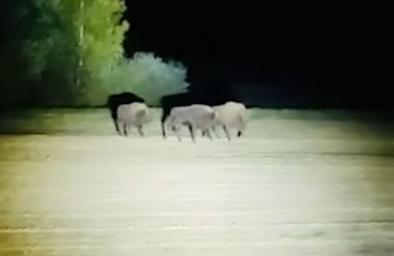 VIDEO. Aculiecinieks nakts laikā netālu no Preiļiem nofilmē dīvainus dzīvniekus | LA.LV
