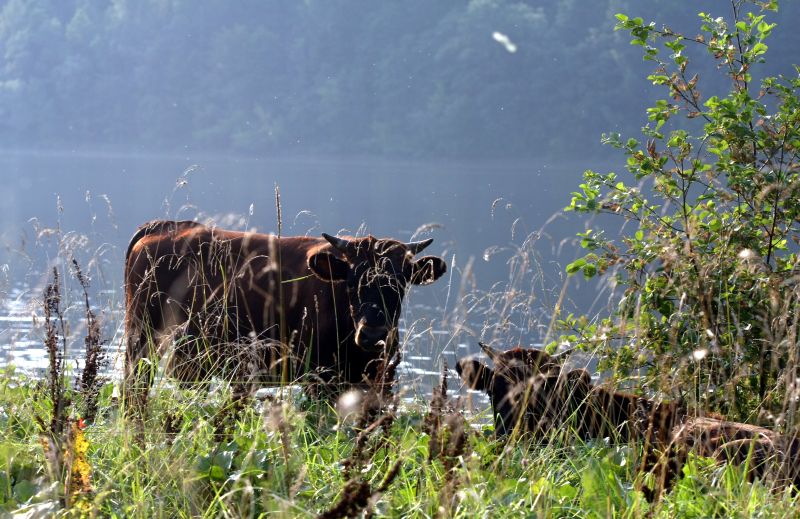 75 govu reevakuēšana no Krievijas – ko avīzes rakstīja pirms 100 gadiem ...