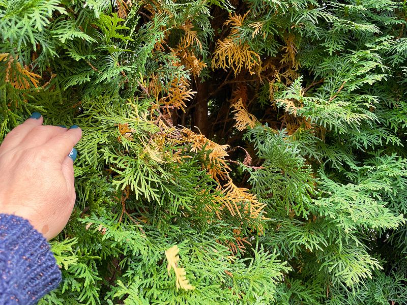 Rudenī tūjas dzeltē un tām birst skujas – vai skujkoks ir slims? | LA.LV