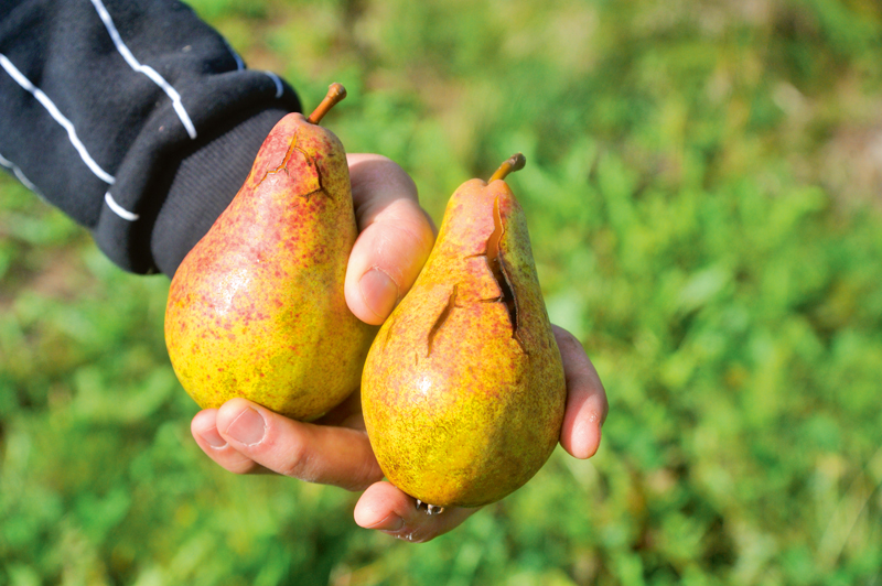 Dārznieces ieteikumi bumbieru šķirnes izvēlē mazdārziņam | LA.LV