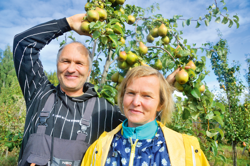 Brīnišķīgu bumbieru dārzs ar rekordražu; kā līdz tam nonākt. Intervija ...