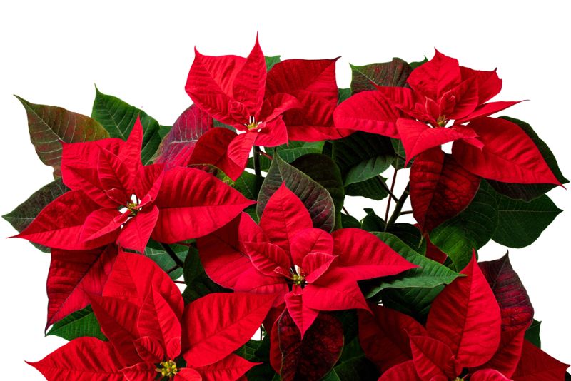 Augi, kas piestāv Ziemassvētkiem | LA.LV