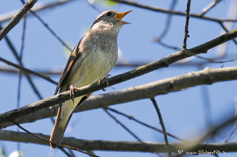 Uzmini nu! Sastopama gan Āfrikā, gan Latvijā, dzied naktīs. Uzskatāma ...