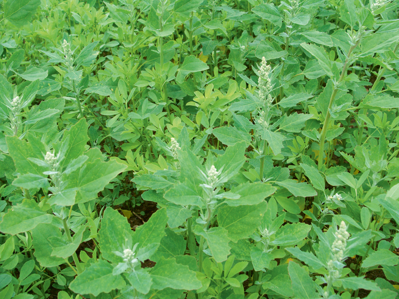 Kā tikt vaļā no balandas? Tā ražo līdz 150 000 sēklu un dīgstspēja ...