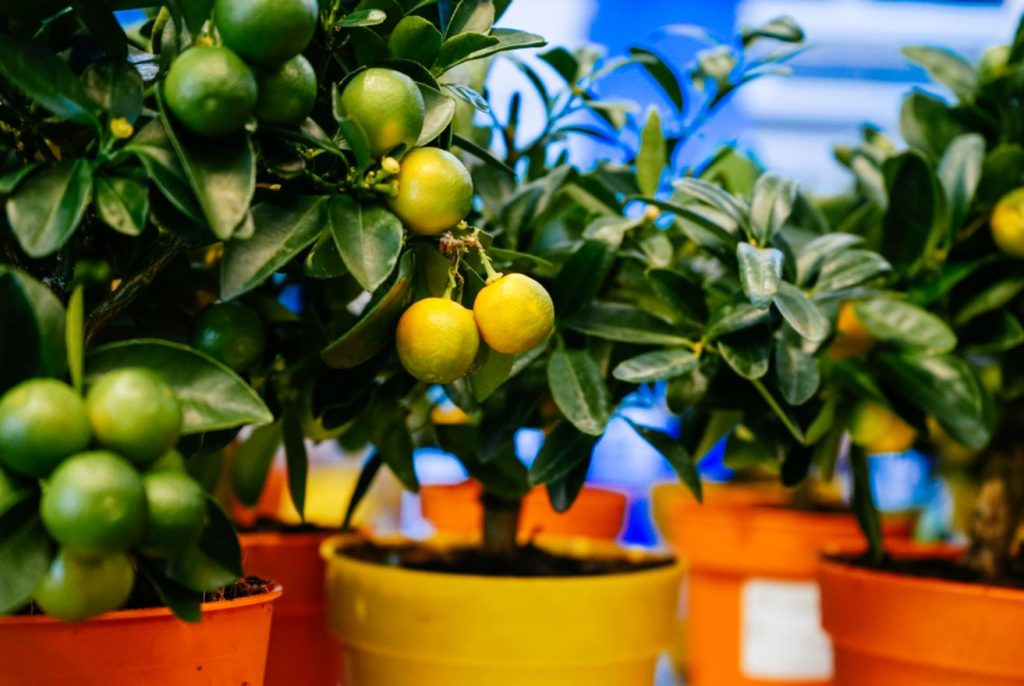 Kā kopt un rūpēties par citronkociņu, lai tiktu pie citrusauglīšiem ...