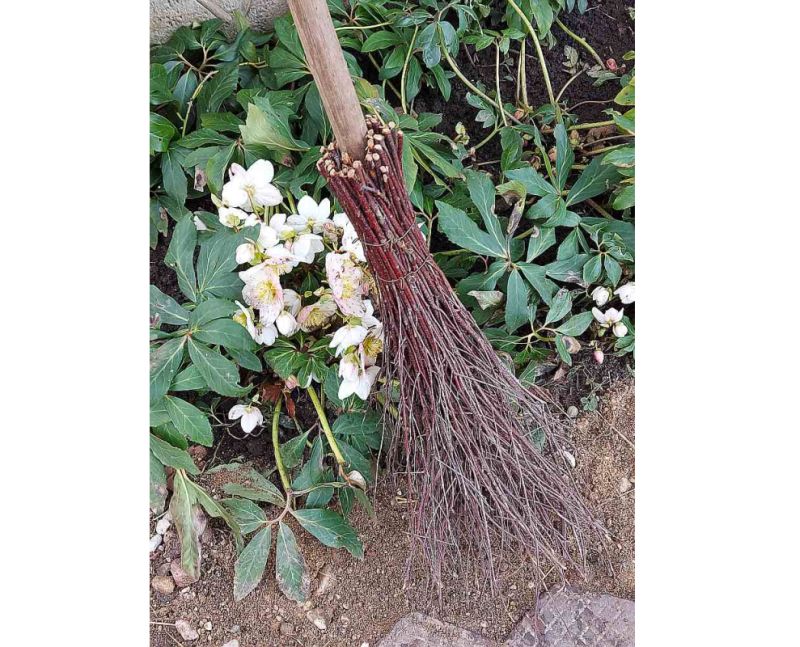 “Nekas labāks par bērza slotu vēl nav izdomāts,” slotu meistars dalās ...