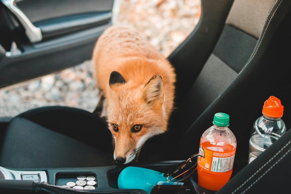 Zini, kas dzīvo tavā šķūnītī? Kā lapas pielāgojušās pilsētai – ko ēd ...
