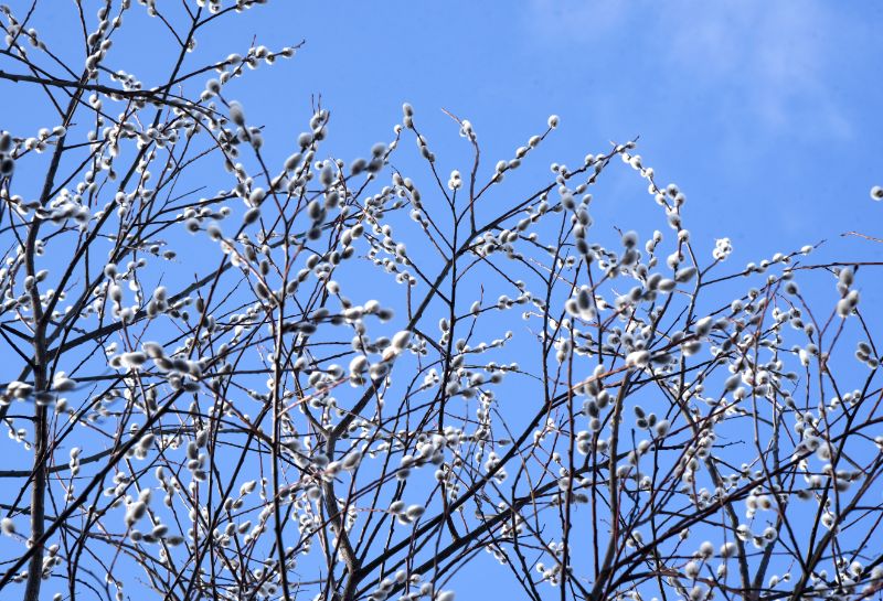 Pirmo reizi šogad dienas garums Latvijā ir lielāks nekā nakts garums ...