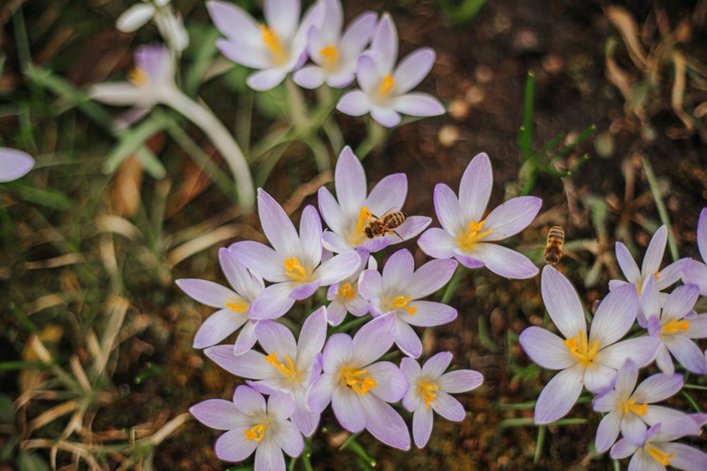 FOTO. Pirmie pavasara ziedi baltos un violetos toņos iekrāso romantisko ...