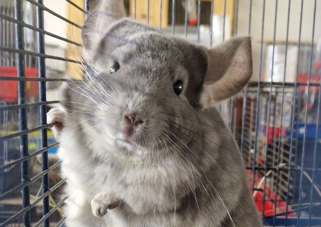 FOTO. Kā izskatās “Mazais Stjuarts” reālajā dzīvē? Ciemos pie šinšilu ...