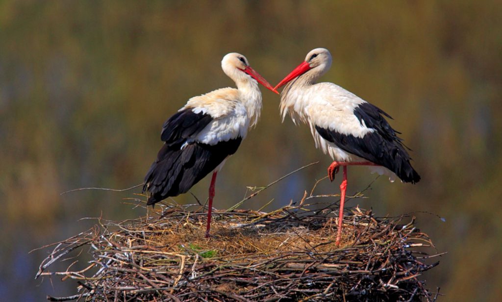 VIDEO. No siltajām zemēm atgriezās Latvijā 28.martā: sākusies tiešraide ...