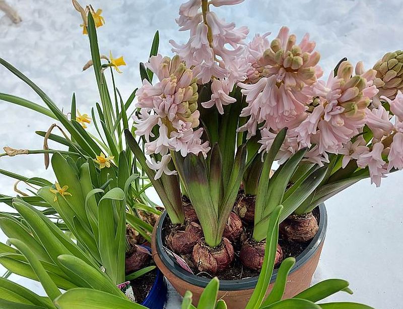 Otrā iespēja pavasara ziediem: sīpolpuķes podiņos ir jauka modes ...