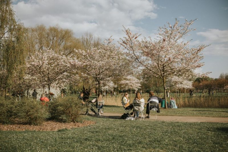FOTO. Nenokavē krāšņo sakuru ziedēšanu Pārdaugavā, tur iekārtotas arī ...