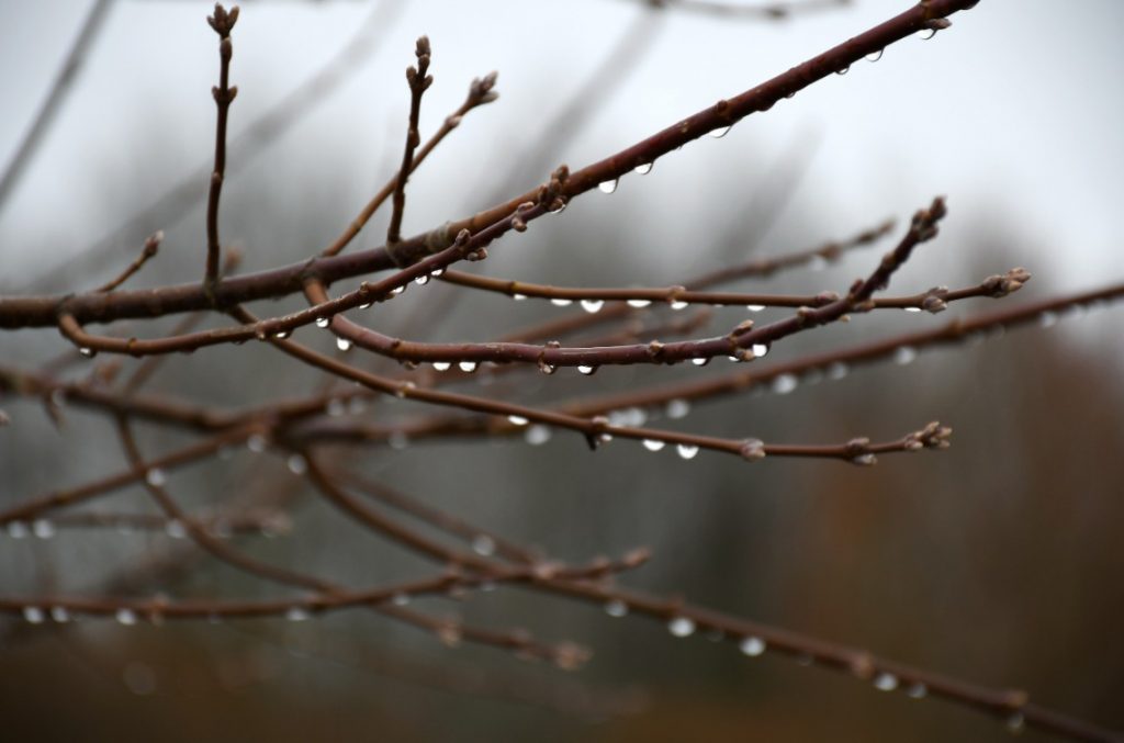 Kur ir ziema? Šodien valsts lielākajā daļā gaidāms lietus | LA.LV