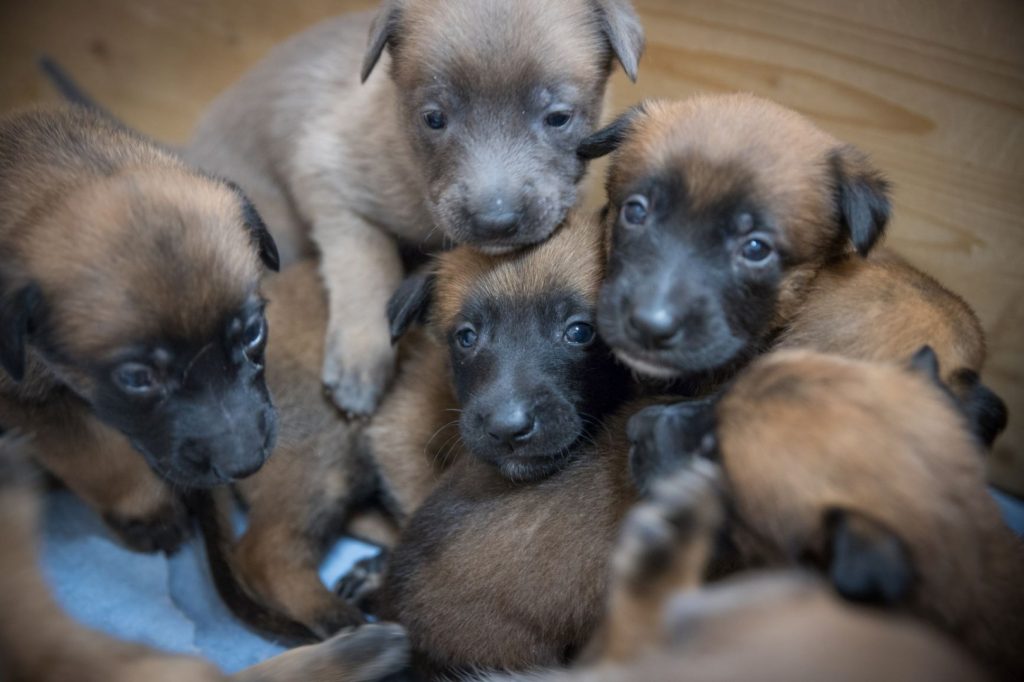 FOTO. Deviņi mazi kucēni priecē Valsts robežsardzi! Kinologiem būs ...