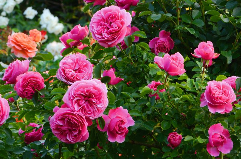 Pienācis laiks modināt dārza karalienes – rozes. 5 padomi rožu dārzam ...