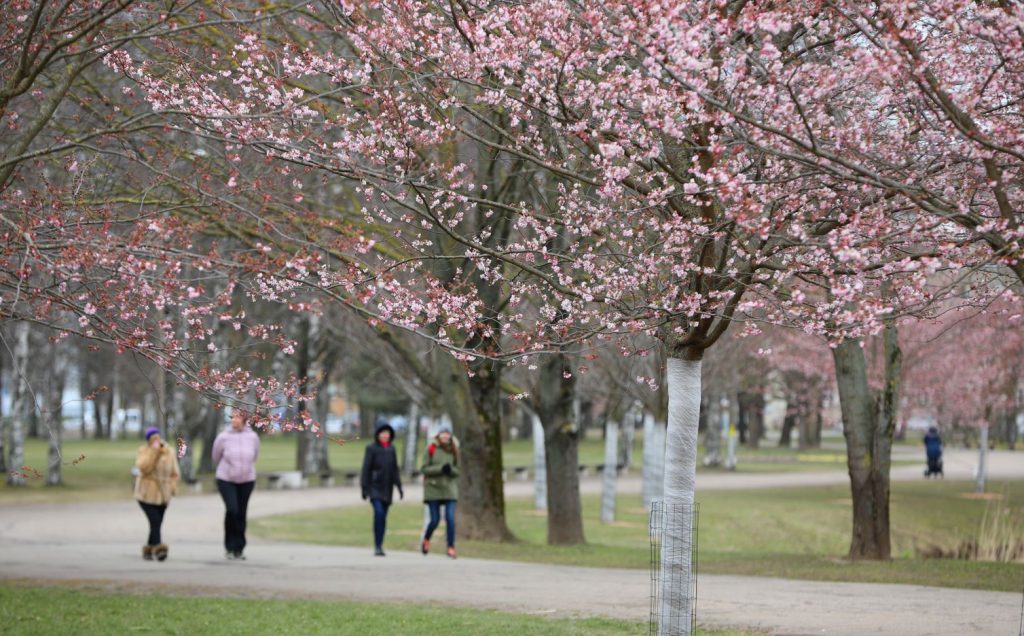 Didzis Mizis: “Uzvaras parks Rīgā būtu laba lokācijas vieta arī koncertzālei” | LA.LV