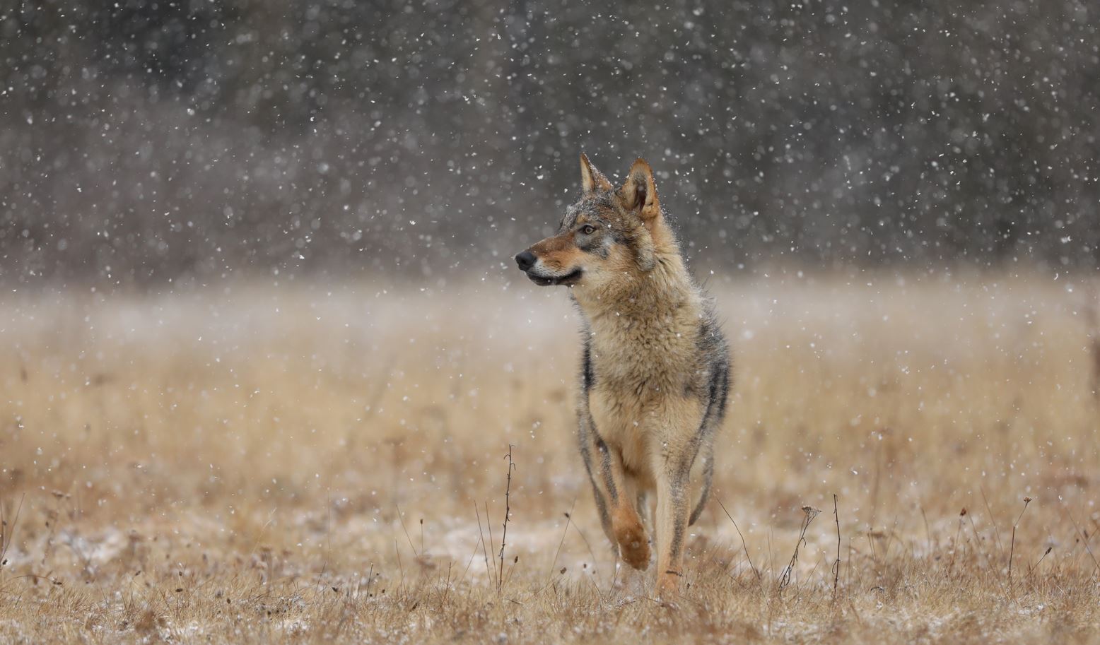 VIDEO. Viņš kaut ko ir saodis! Vilks Kaltenē ieradies dzīvnieku ...