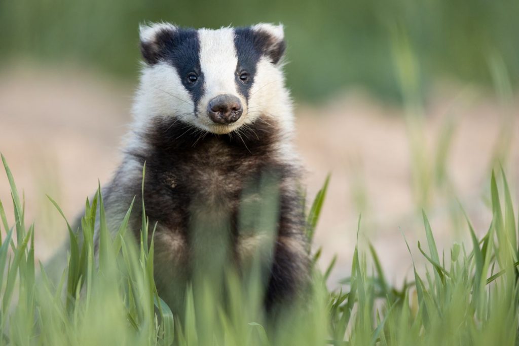 “Āpsis nav ne nedz bezpajumtnieks, nedz klaidonis” Ingmārs Līdaka ...