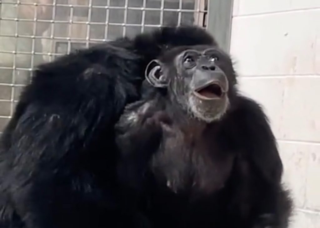 Aizkustinošs mirklis! 29 gadus veca šimpanze, kas visu mūžu dzīvojusi ...