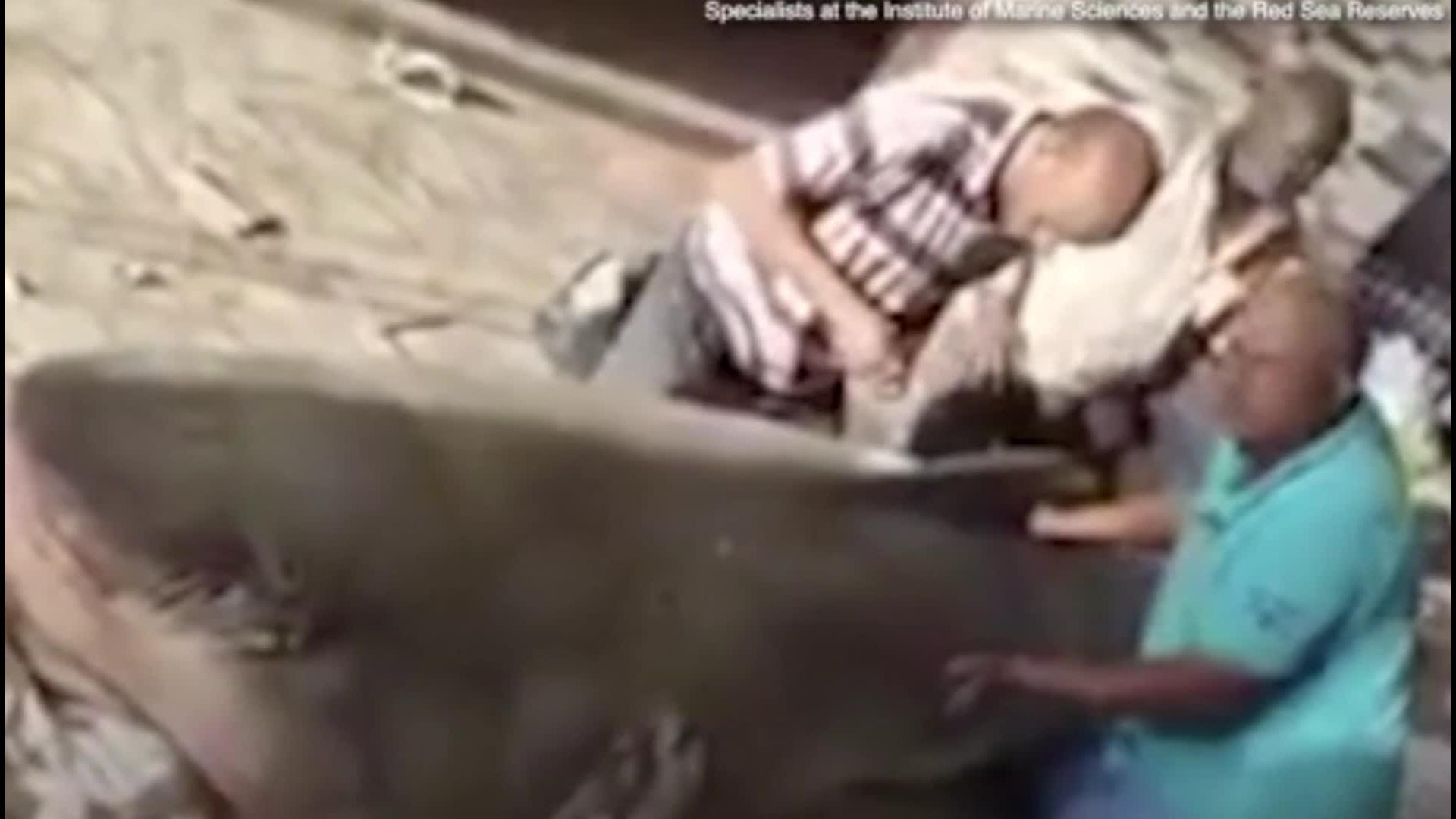 VIDEO. Ēģiptē sākts darbs pie haizivs mumificēšanas, kas aprija krievu ...